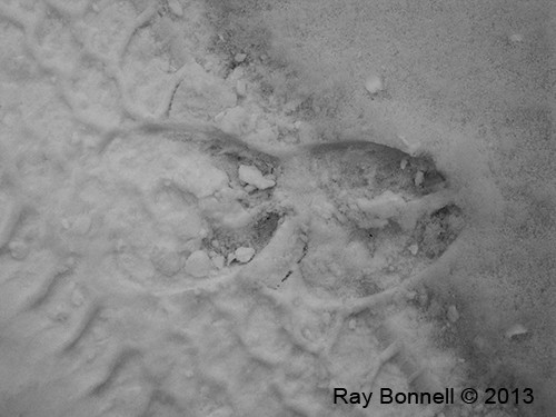 Moose Footprints In Snow